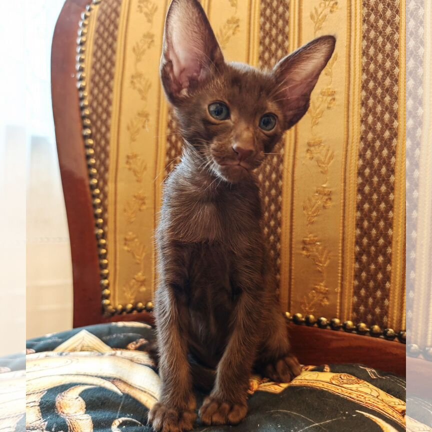 Ориентальный котёнок