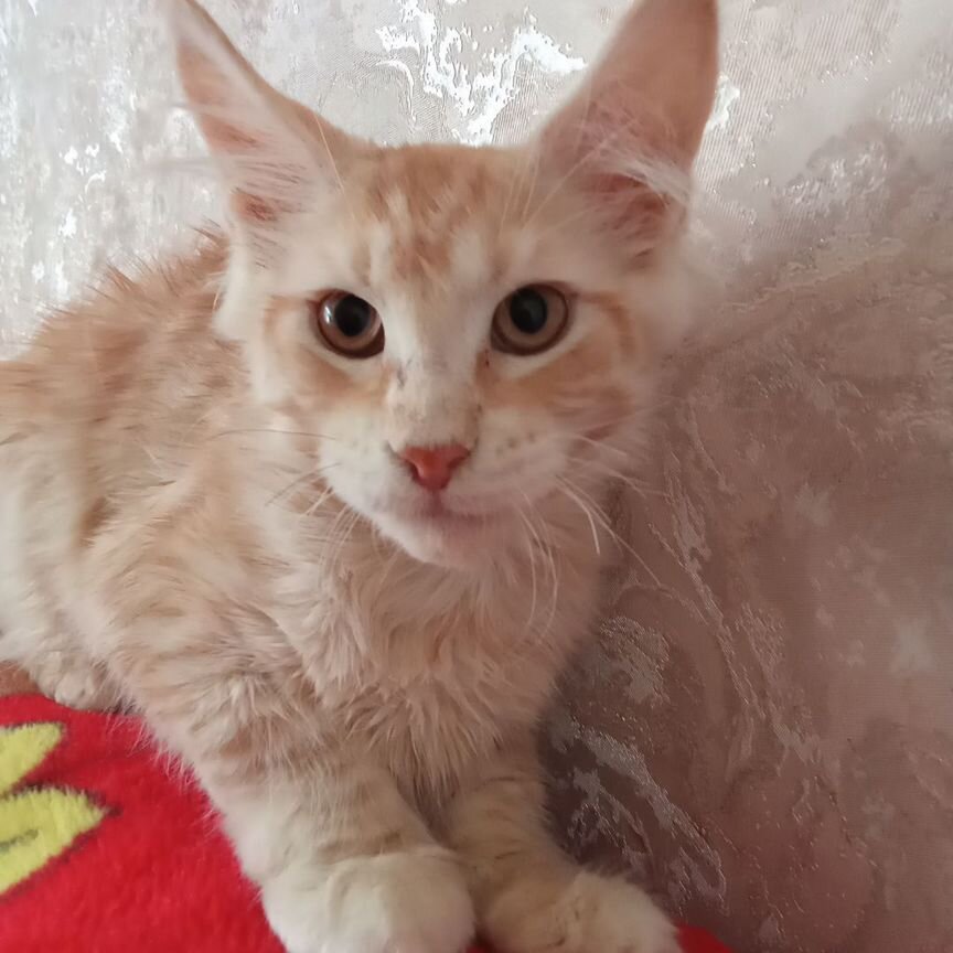 Котик мейн-кун