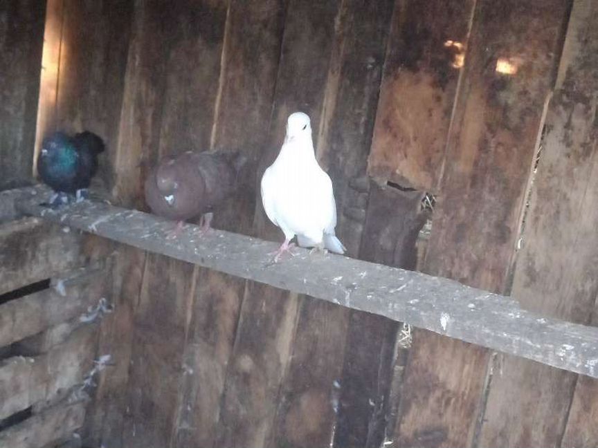 Голуби летные и бойные