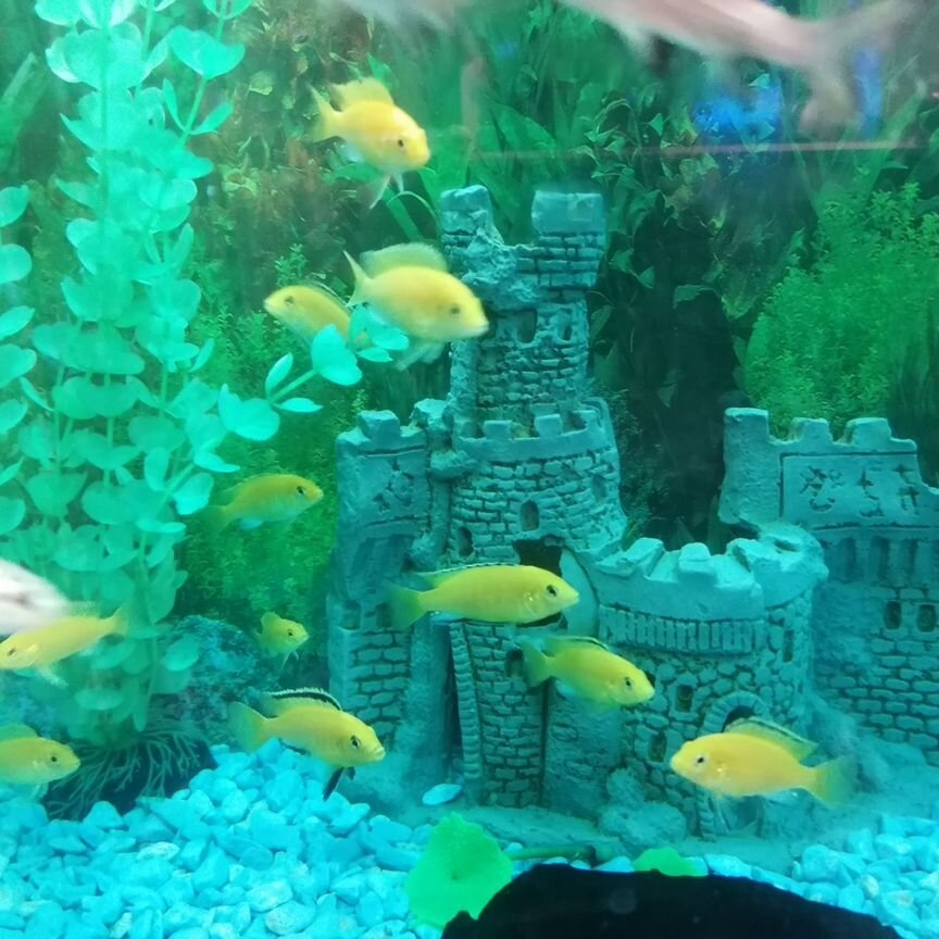 Аквариумные рыбки цихлиды "елоу"