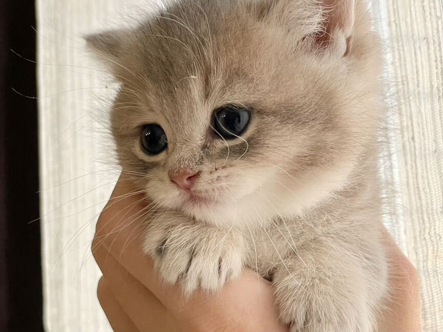 Британская золотая шиншилла