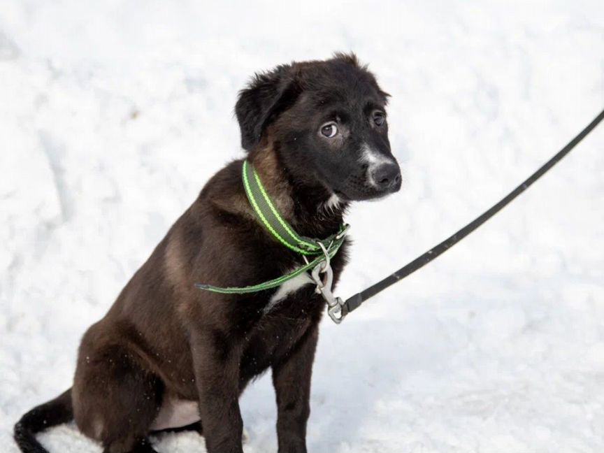 Щенок в добрые руки