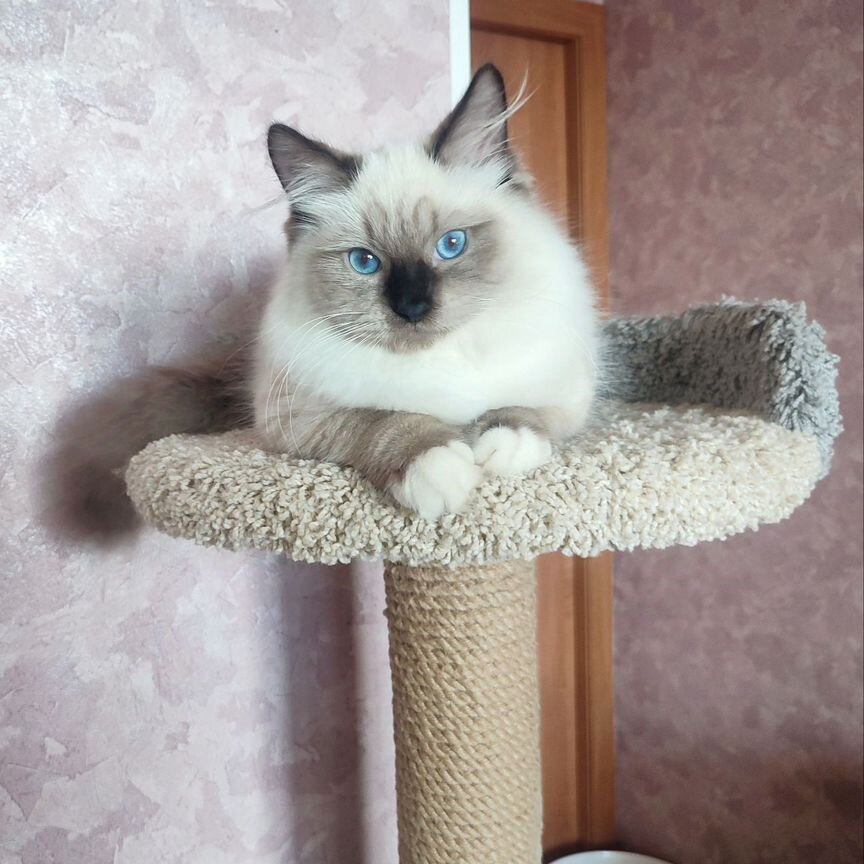 Невские маскарадные котята с родословной