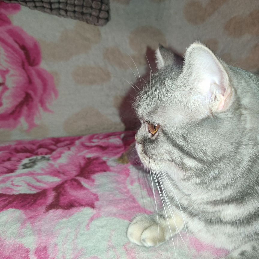 Шотландская кошка вязка