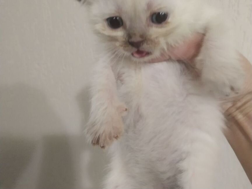 Тайские котята
