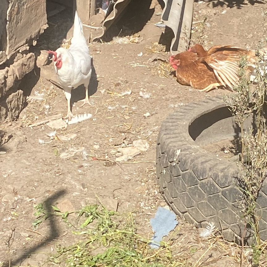 Продаю кур несушек