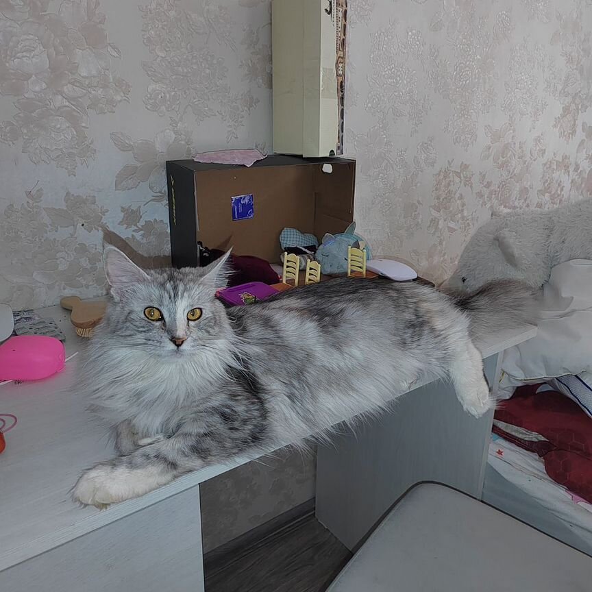 Кошка мейкун