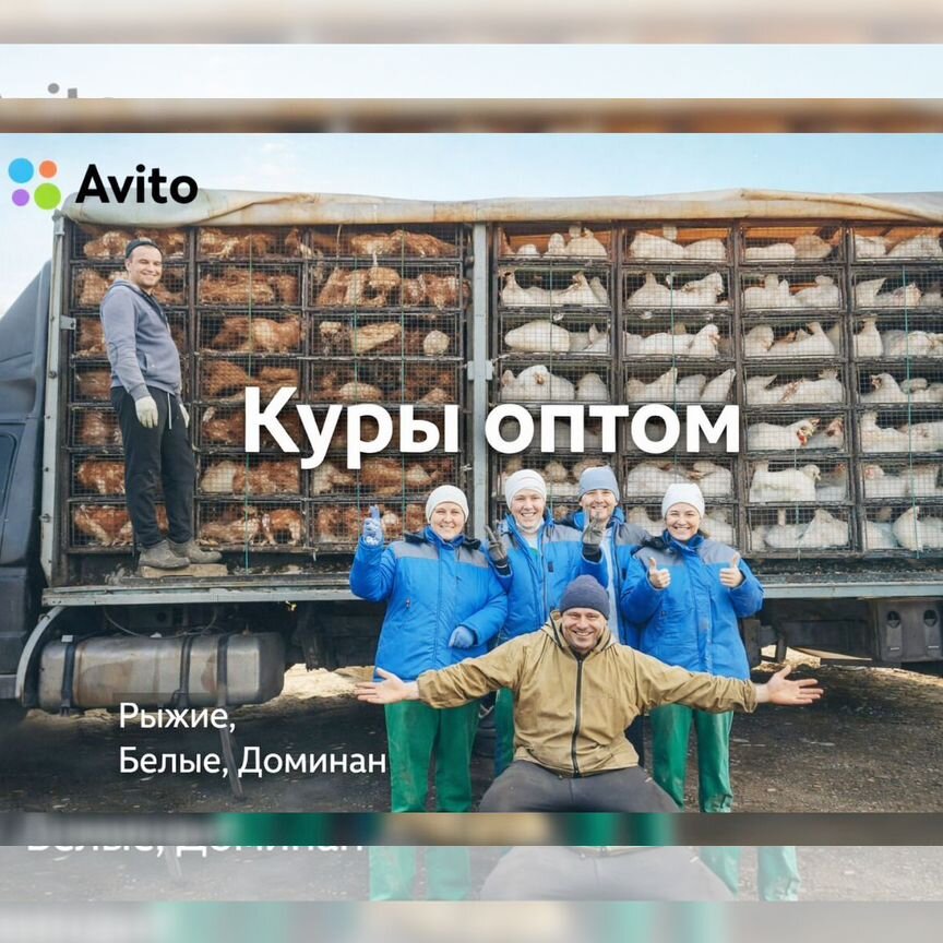 Живые куры Доминант оптом