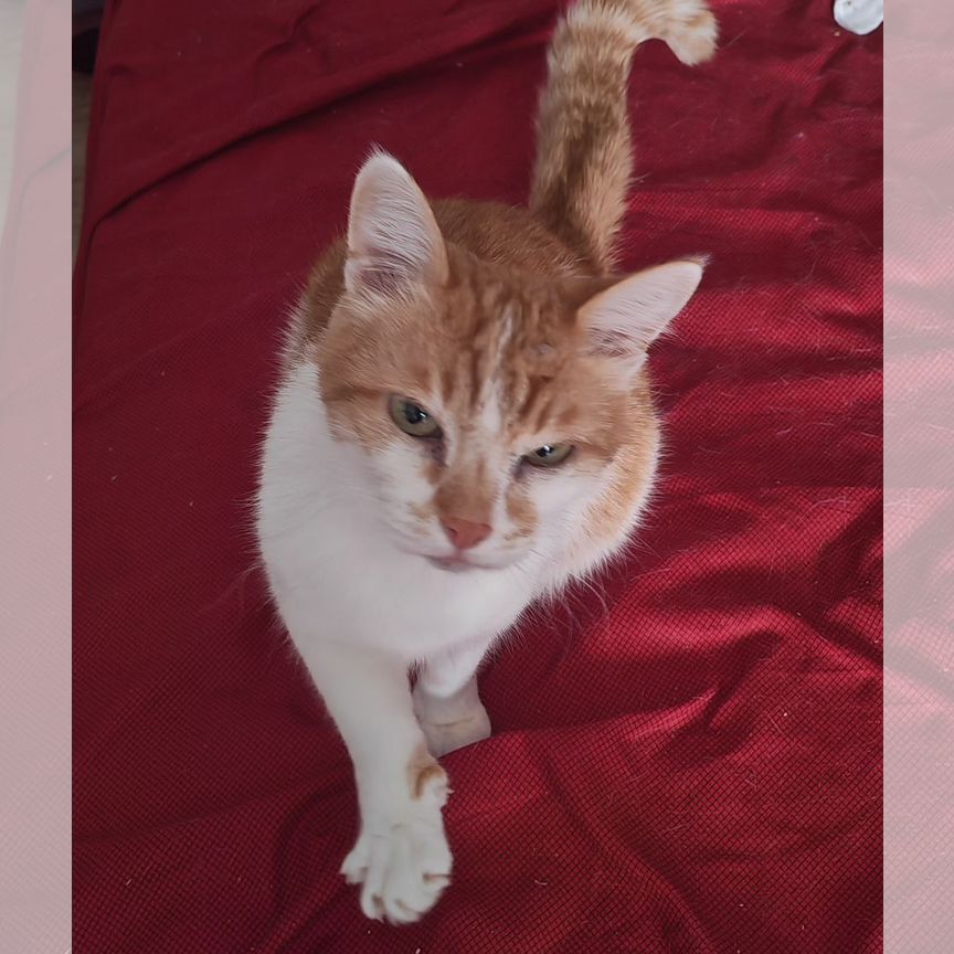 Взрослый кот в добрые руки