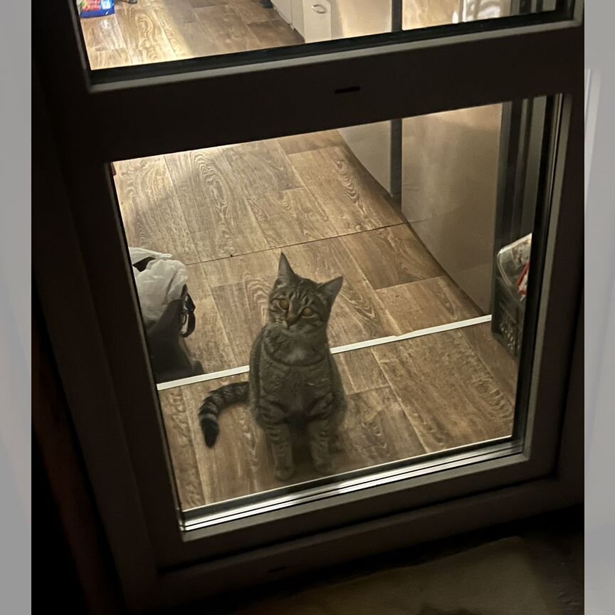 Взрослый кот в добрые руки