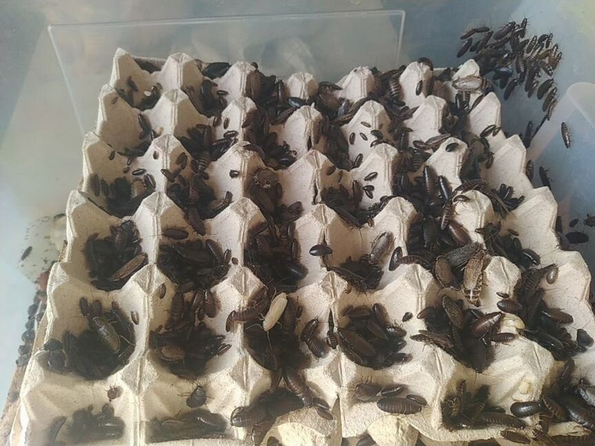 Колонии мраморных тараканов