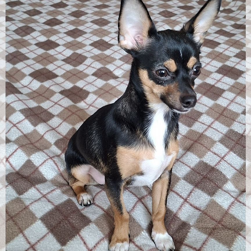 Русский той-терьер, щенок