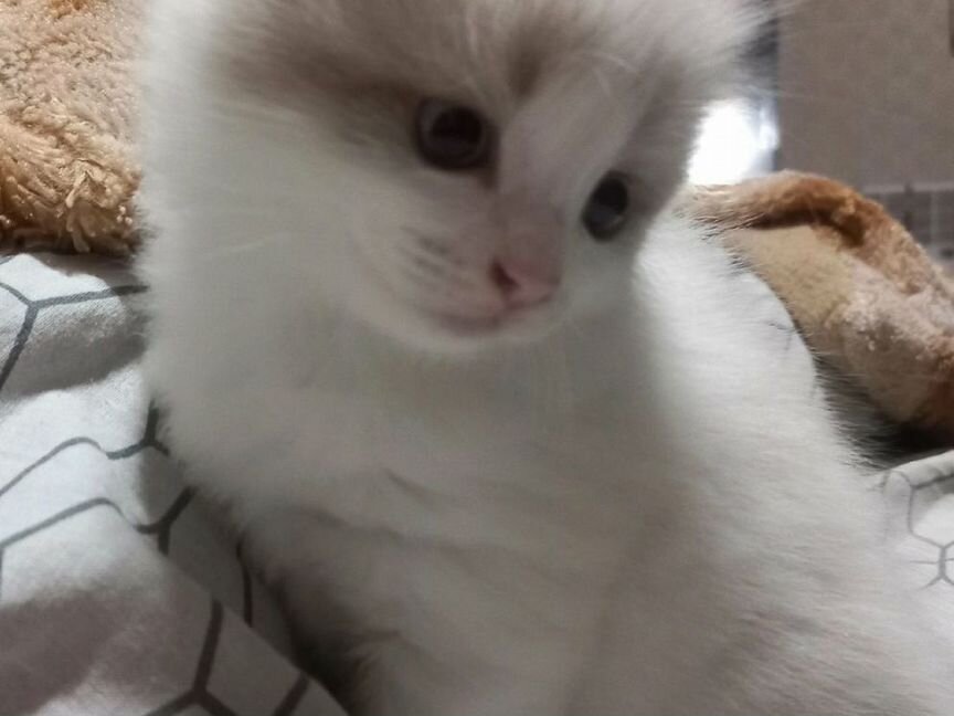 Кот с окрасом тайского