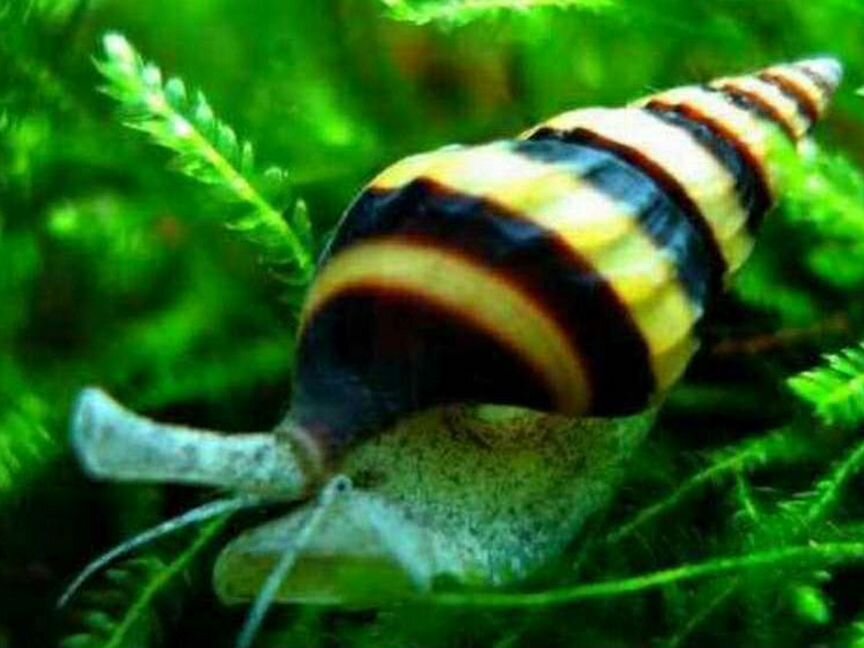 Аквариумные улитки Хелены