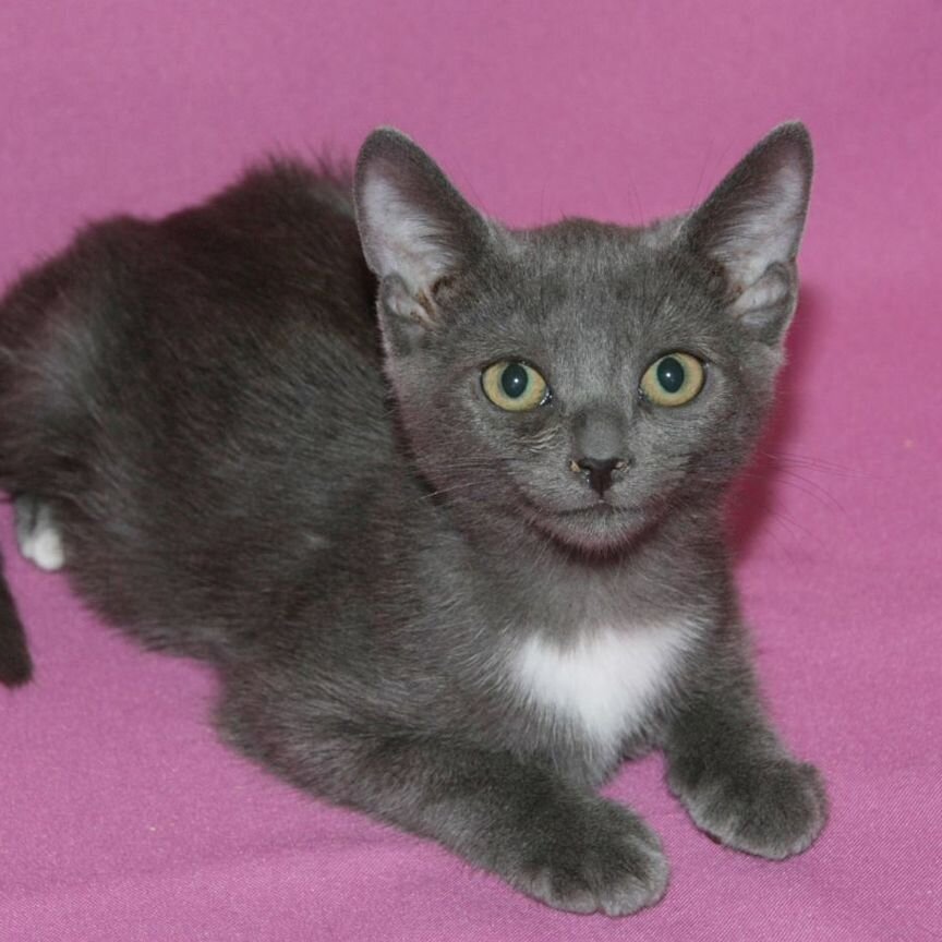 Ручной котенок ищет дом