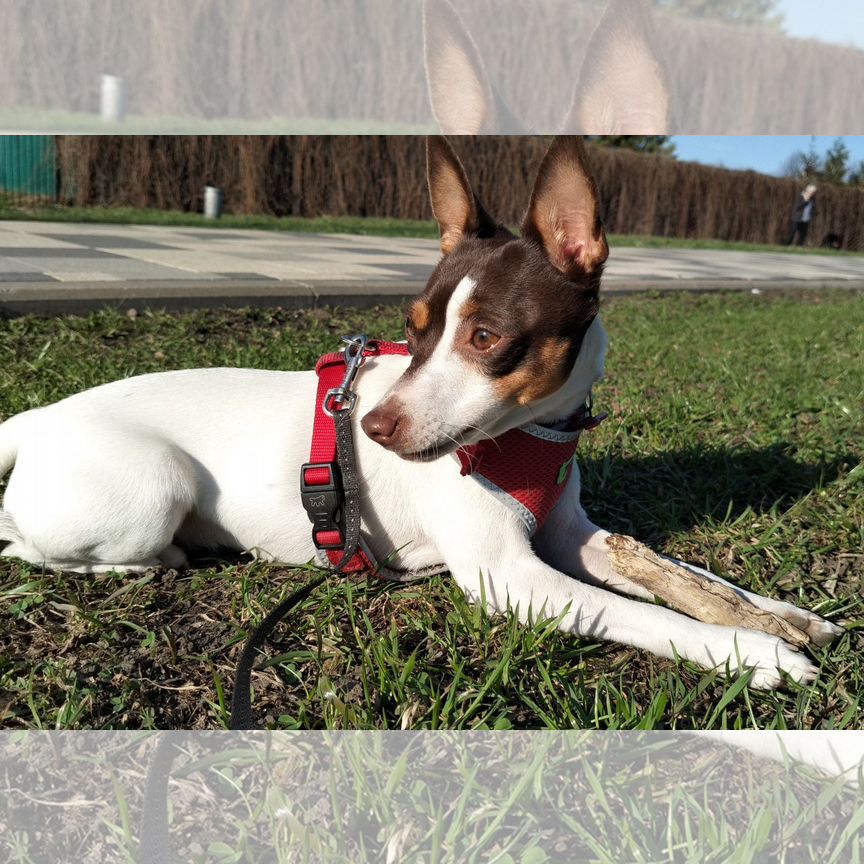 Английский той-терьер, щенок