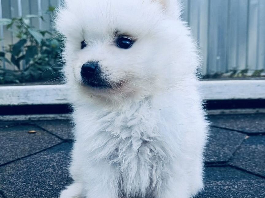 Шпиц японский, малышата