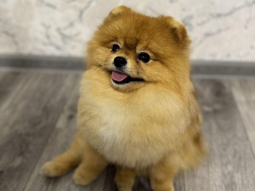 Померанский шпиц вязка