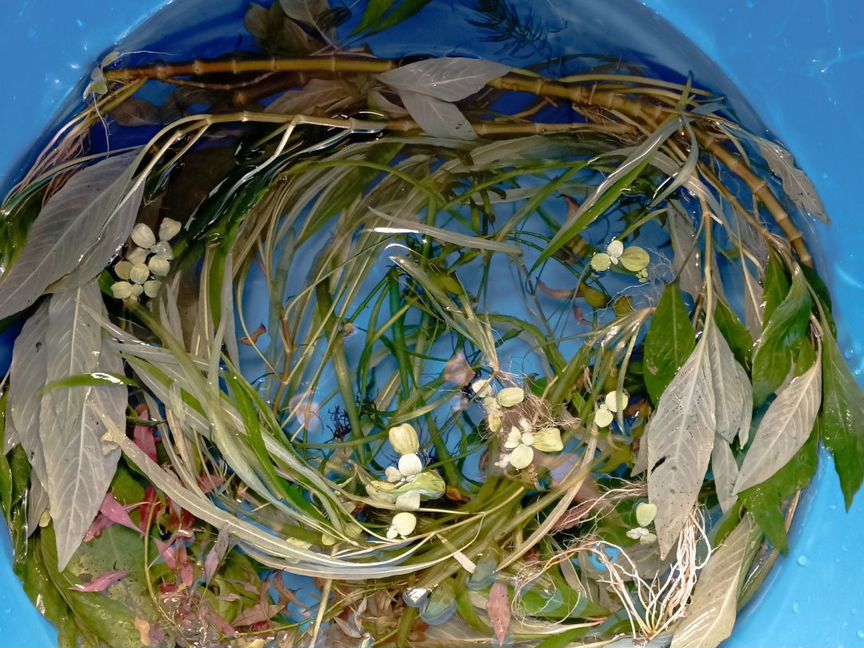 Аквариумные растения