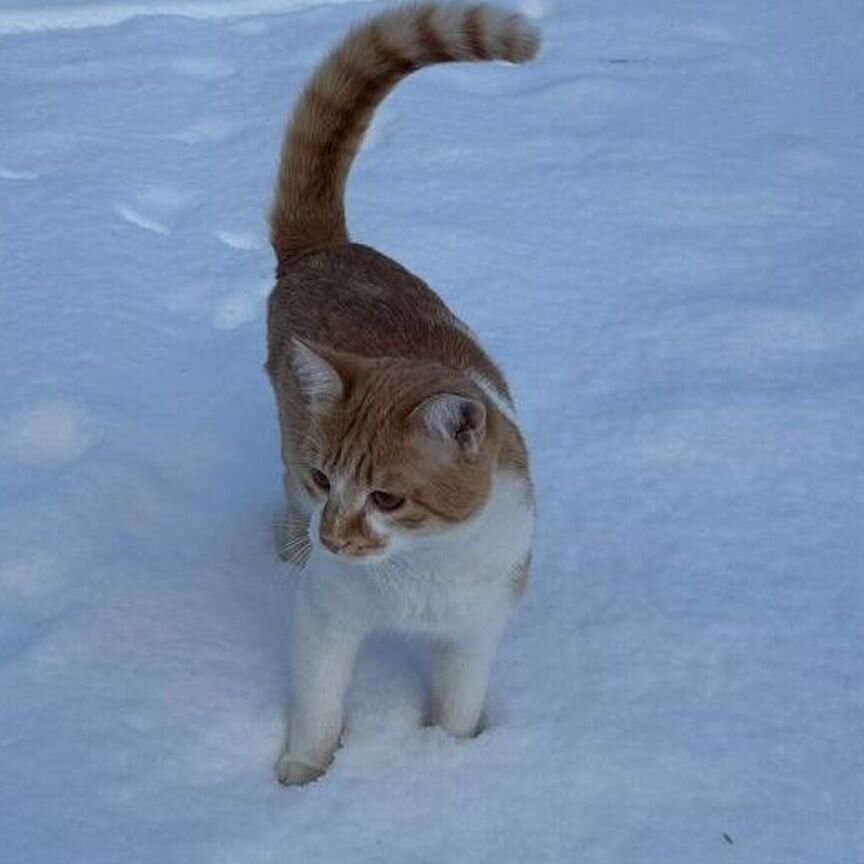 Взрослый кот, вязка