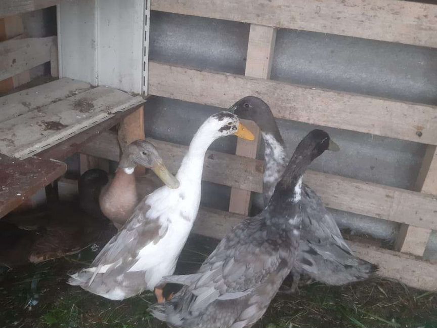 Селезень индийского бегунка