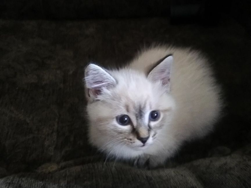 Кошка в дар бесплатно