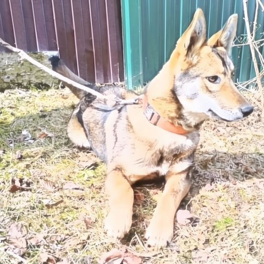 Лайка, щенок
