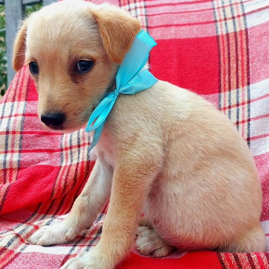 Лео в добрые ручки