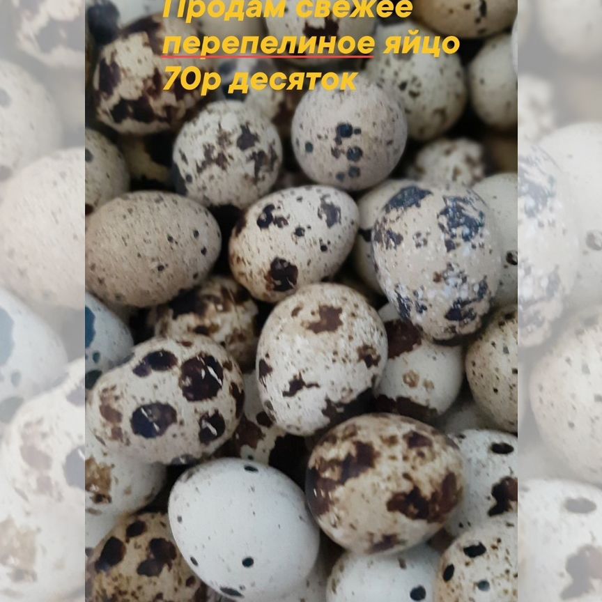 Яйца перепелиные домашние