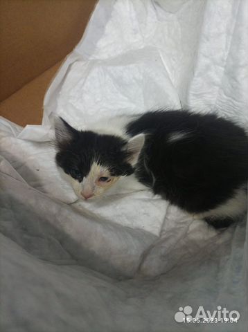 Котенок в беде