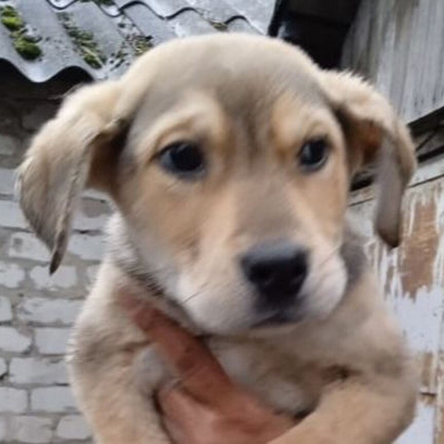 Щенок кобель