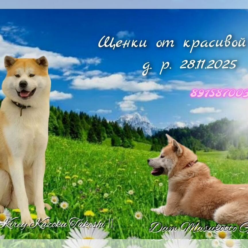 Акита-ину, щенок