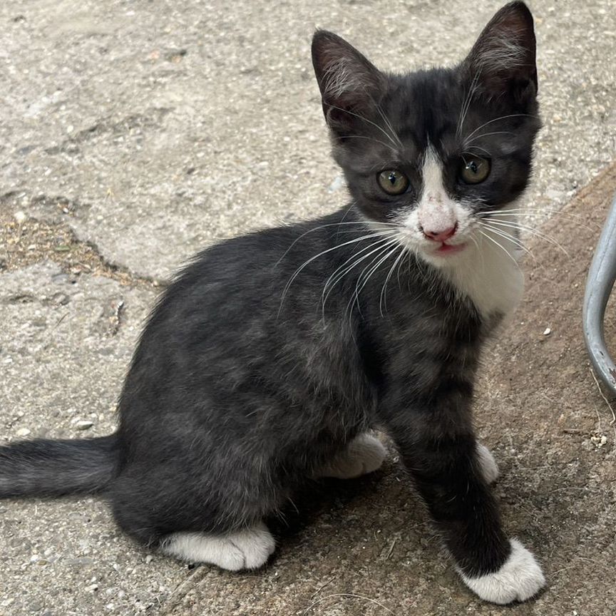 Отдам в добрые руки котят,две девочки