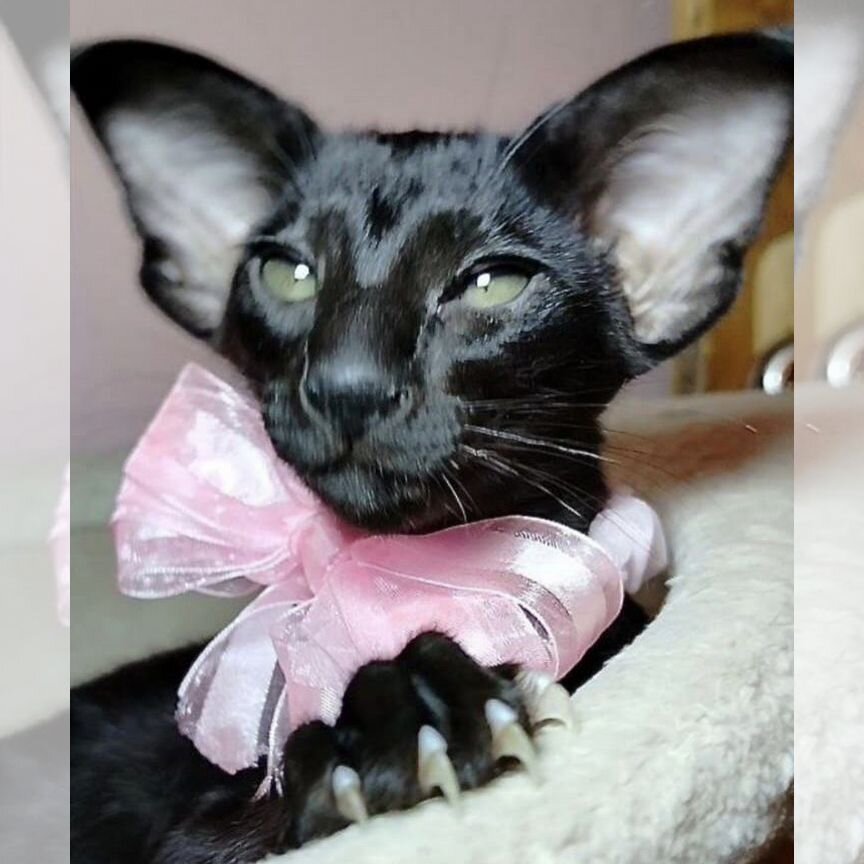 Ориентальный котёнок