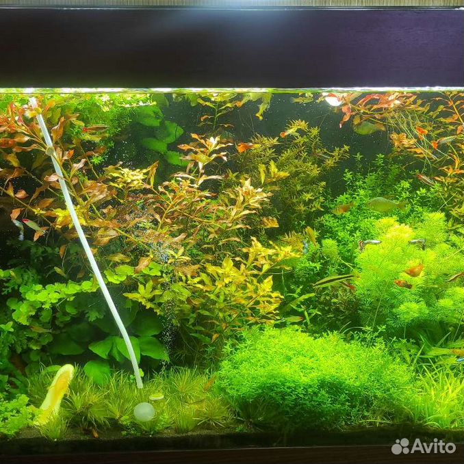 Прополка, очень большая