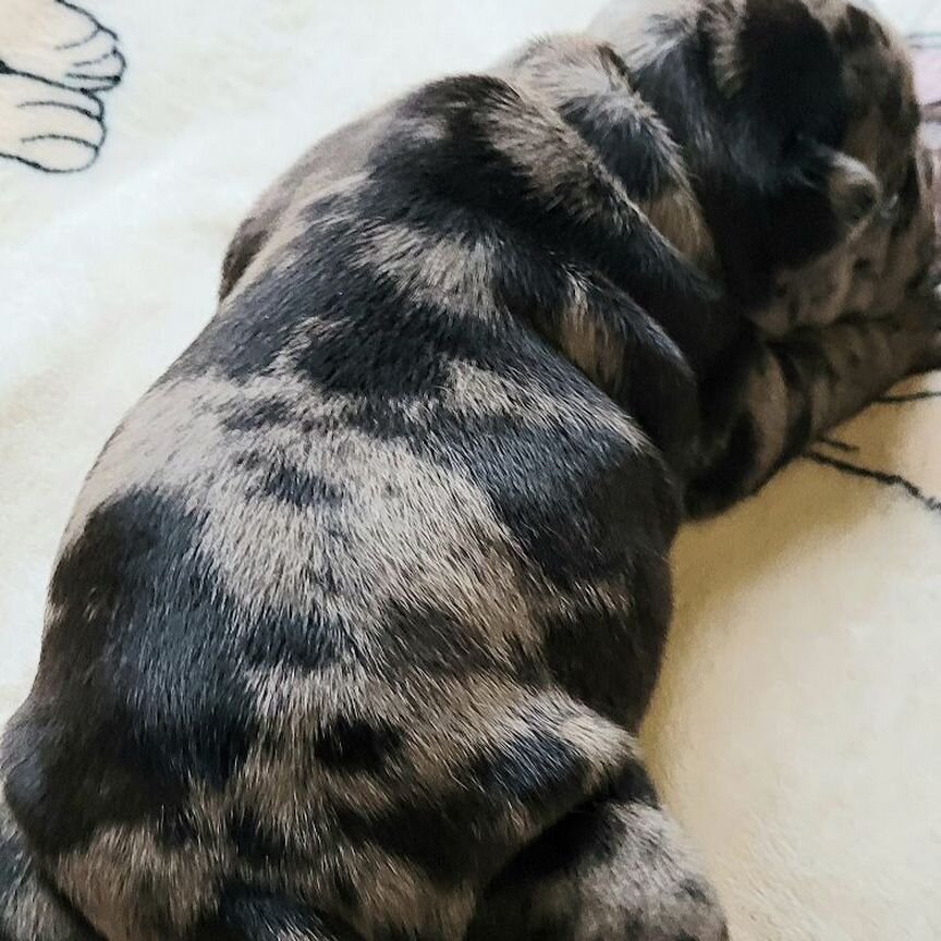 Голубоглазая деваха