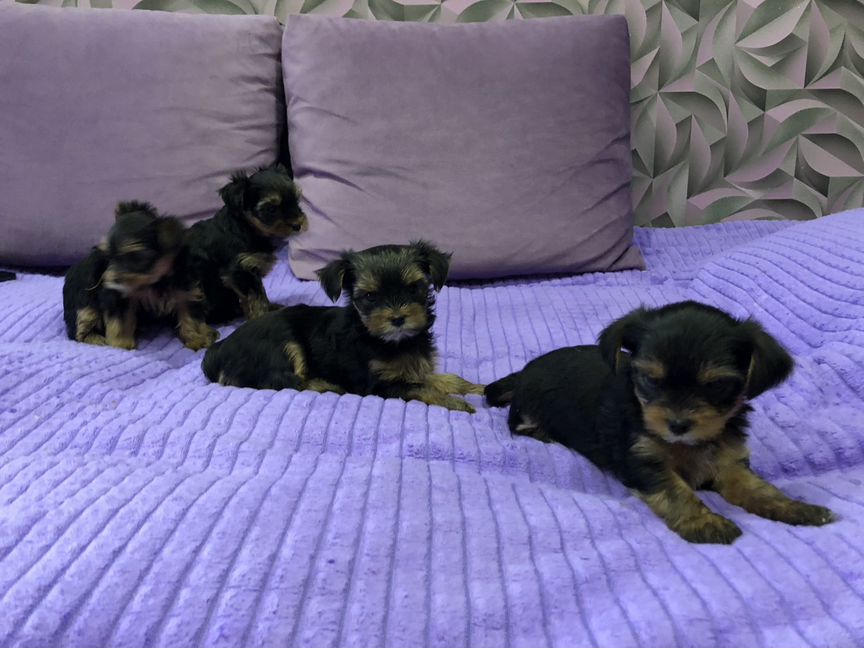 Щенки йорка