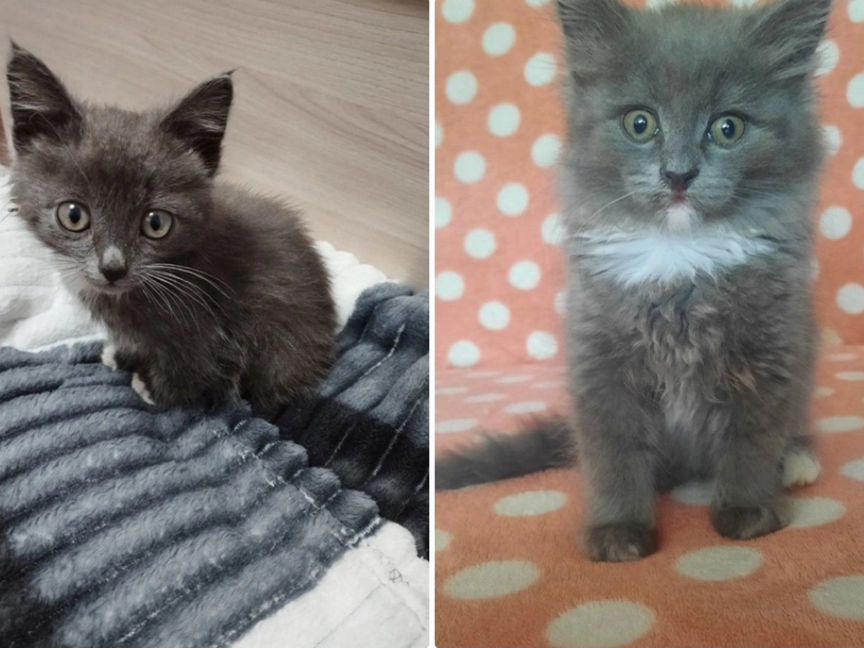 Котята в добрые руки бесплатно