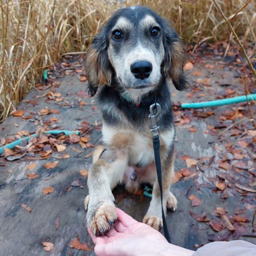 Щенок в добрые руки