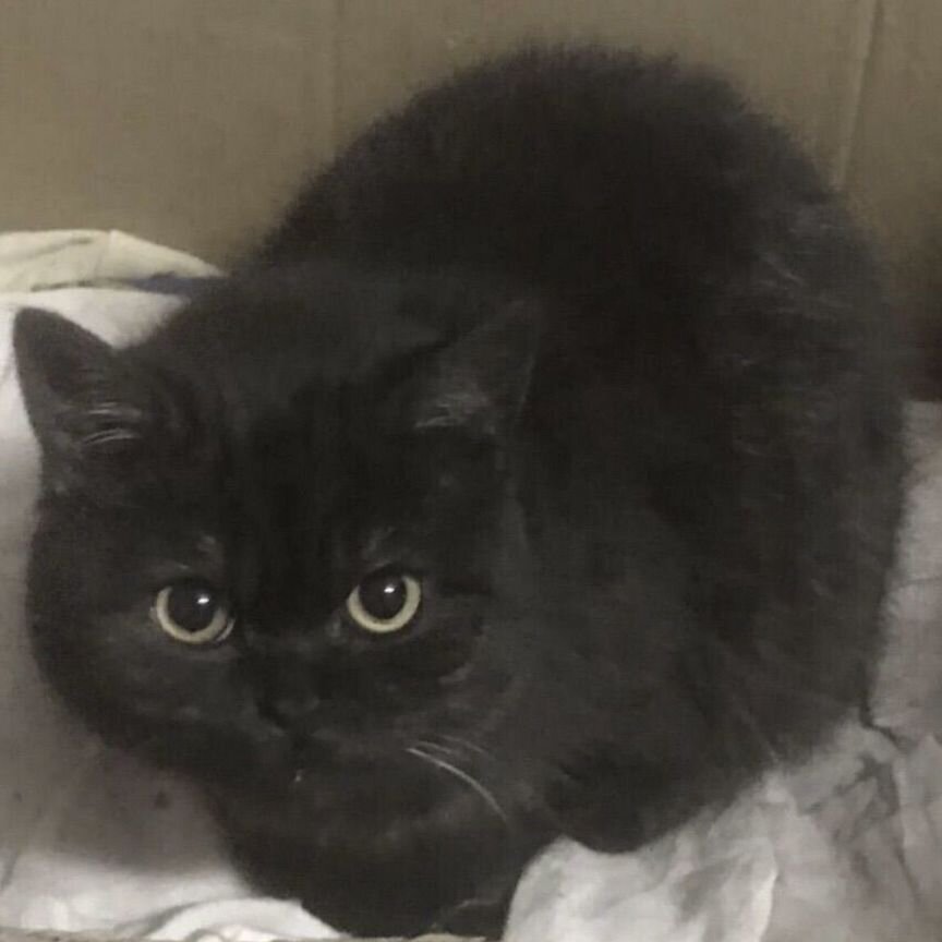 Британский кот