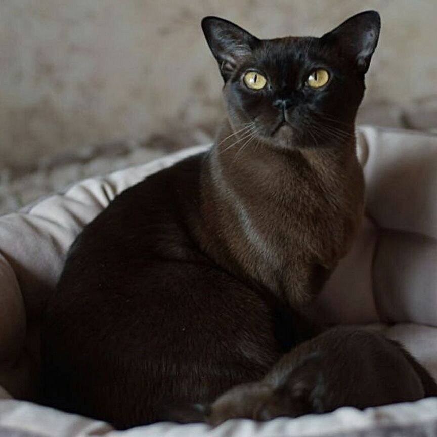 Кошка Европейской бурмы