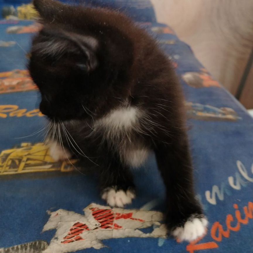 Котёнок в добрые руки