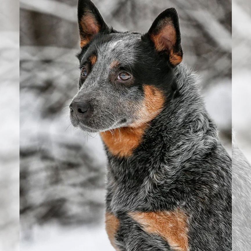 Австралийский хилер, щенок
