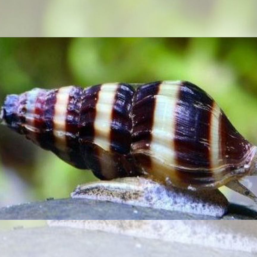 Улитка Хелена