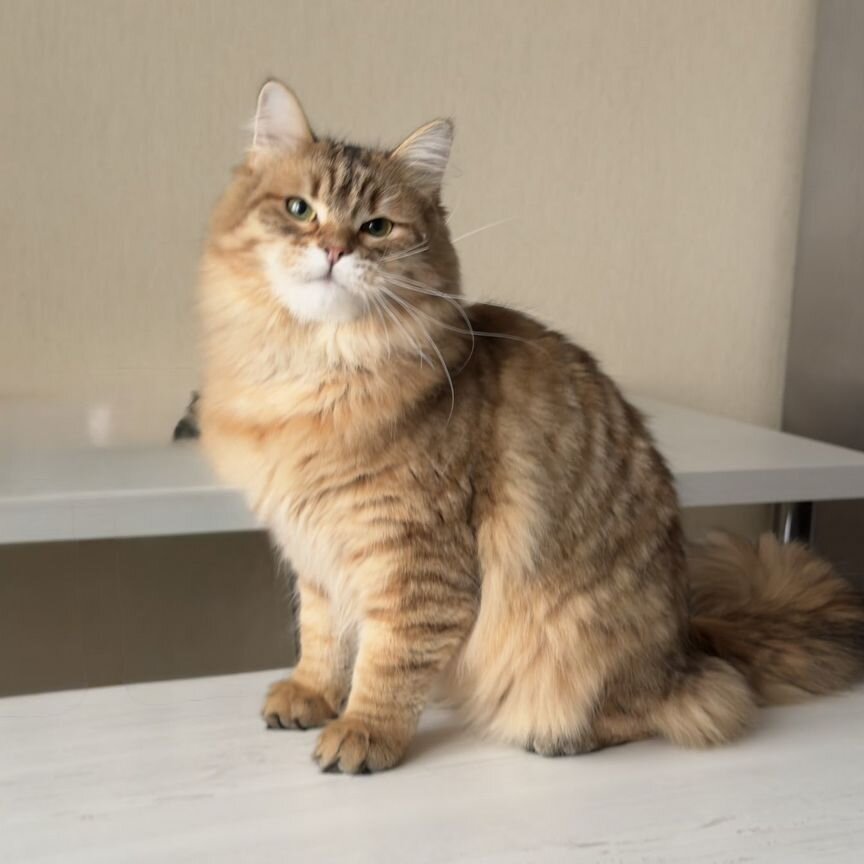 Сибирский котёнок