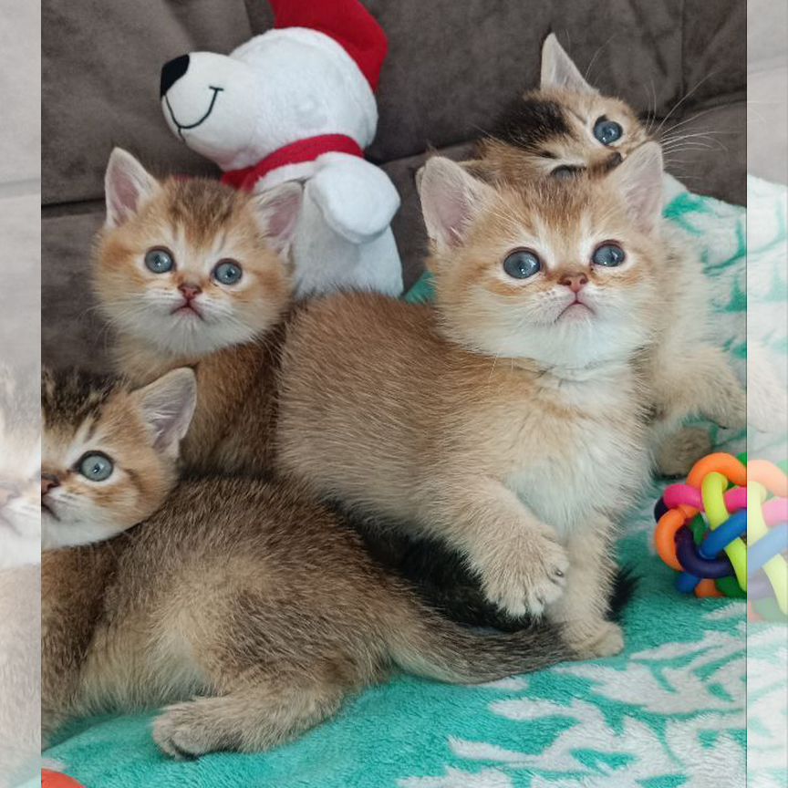 Британский короткошёрстный котёнок