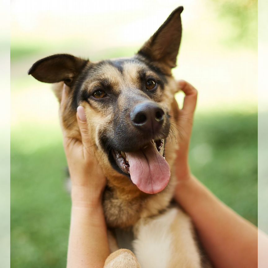 Взрослый пёс в добрые руки