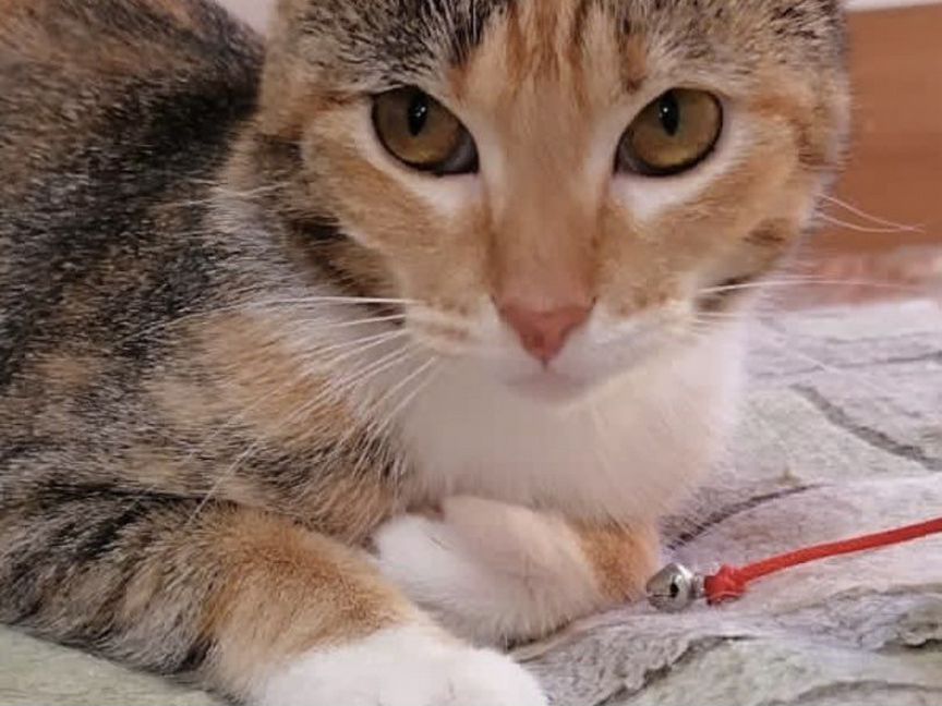 Возьми кошечку из приюта