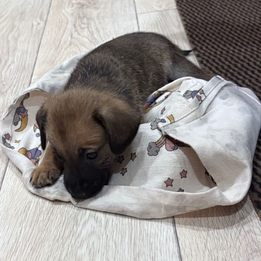 Щенок в добрые руки