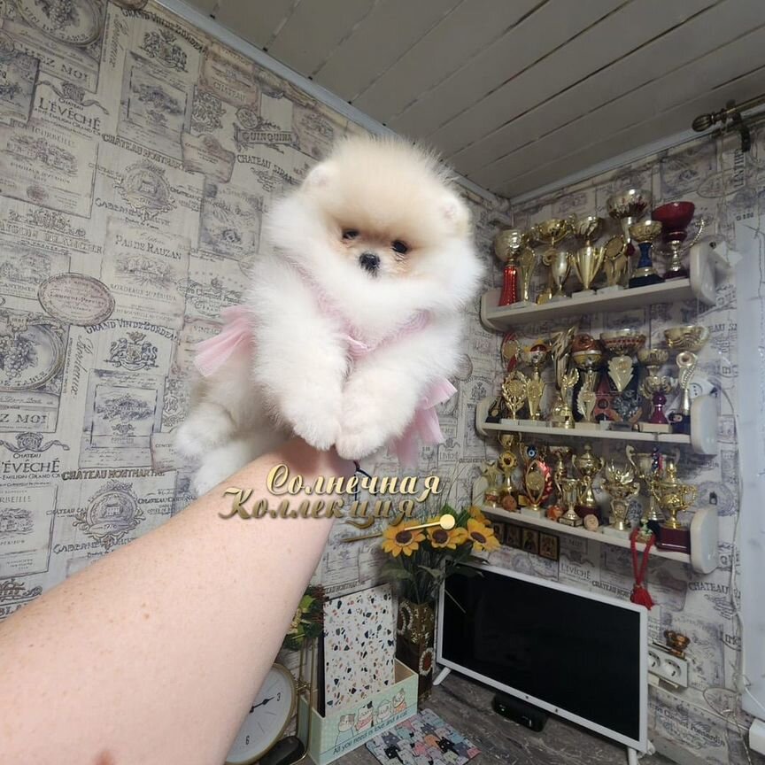 Померанский шпиц